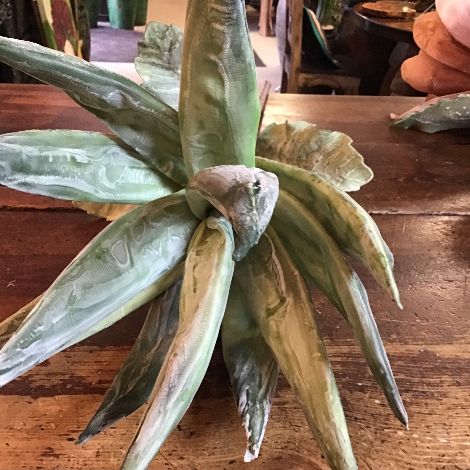 Botanical CLX3411 | Agave Ranch